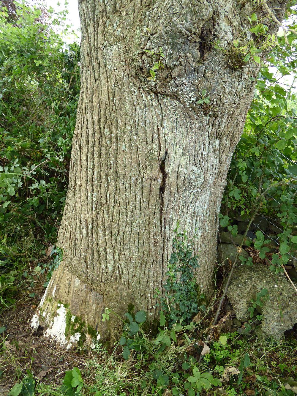 Oak tree rot in the Ask a Question forum - Garden.org