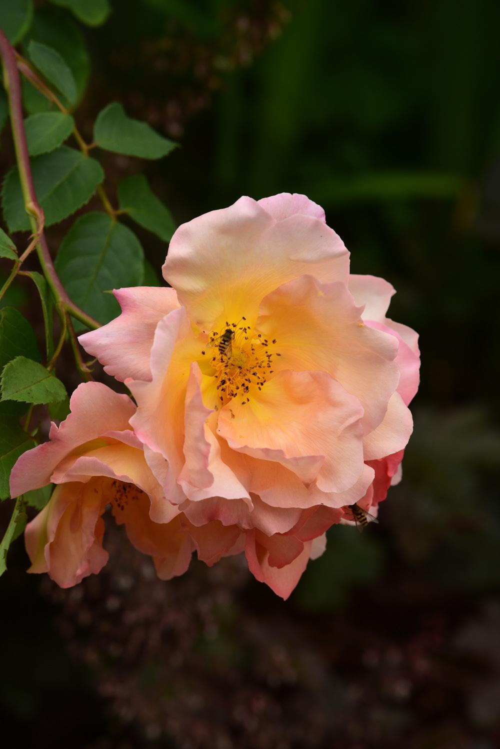 Rose (Rosa 'Fighting Temeraire') in the Roses Database - Garden.org