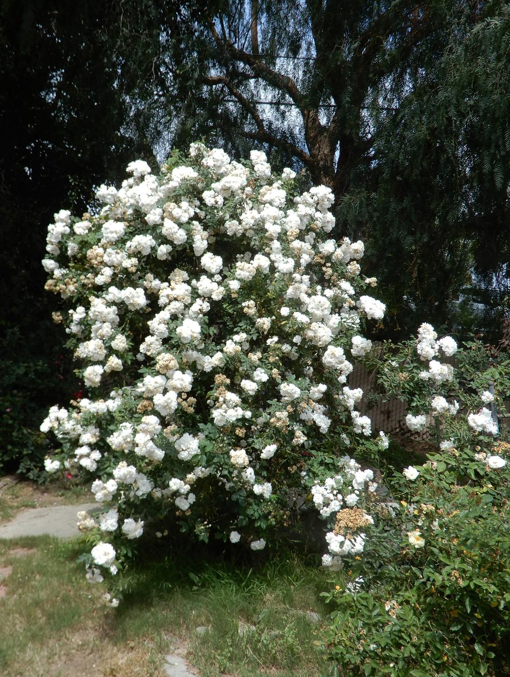 best Full rose bush photos in the Roses forum - Garden.org