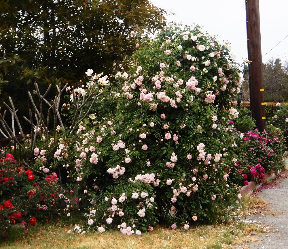 best Full rose bush photos in the Roses forum - Garden.org