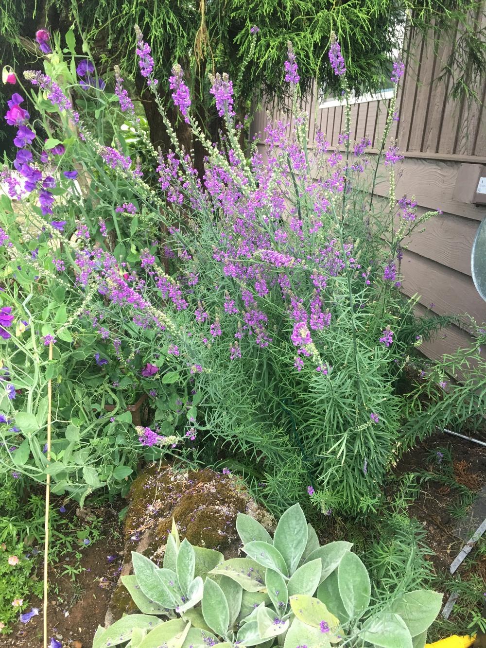 Any one know the name of this simple tall wispy perennial. in the ...