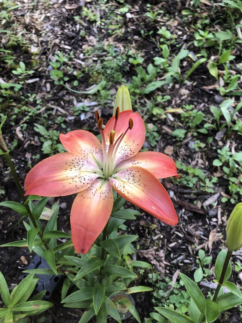 Lily Seedlings 2019 in the Lilies forum - Garden.org