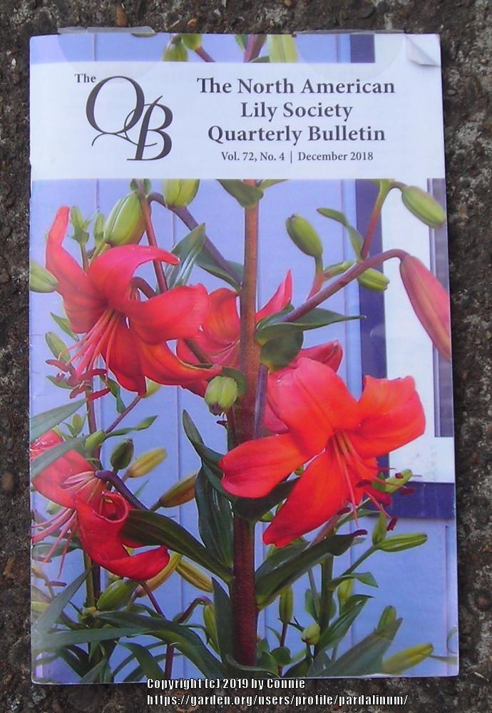 Lily germination in the Sempervivum forum - Garden.org