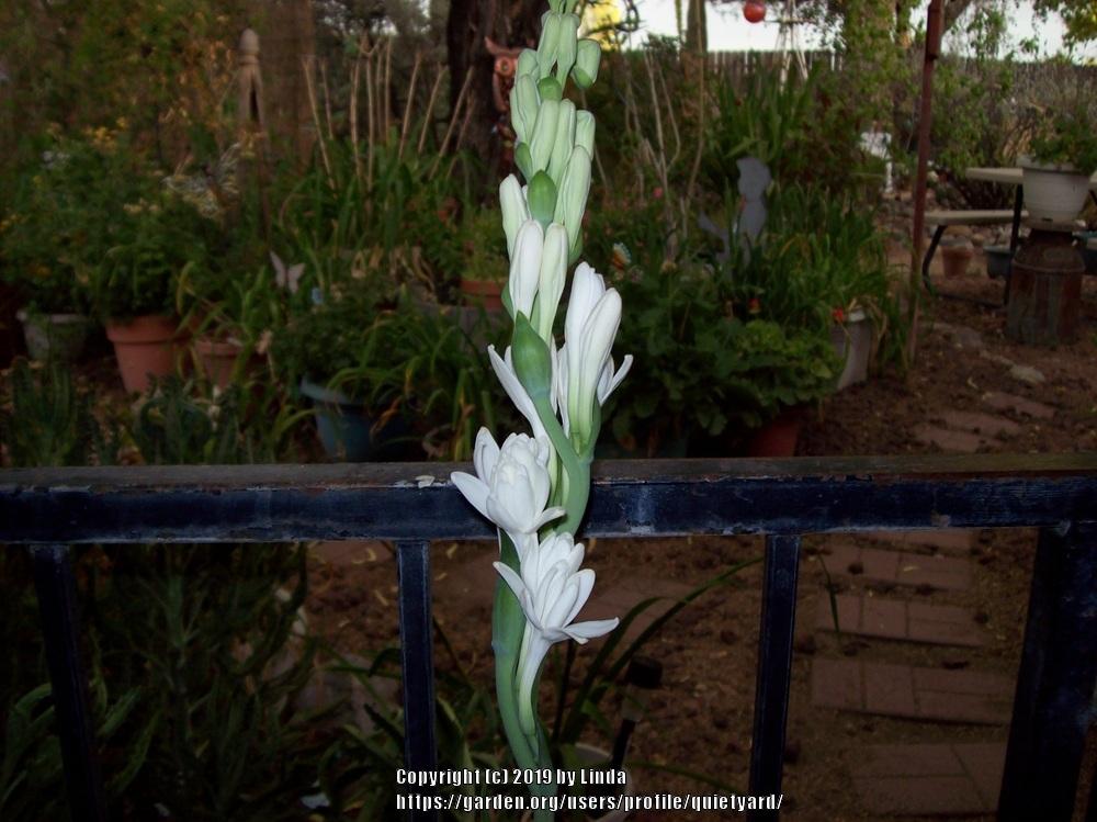 Tuberose (Agave amica) in the Agaves Database - Garden.org