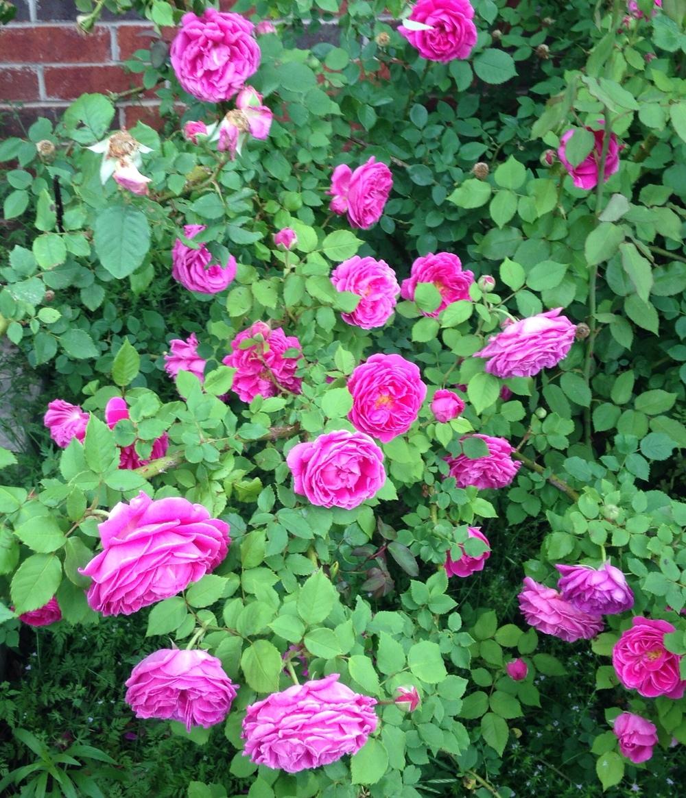 best Full rose bush photos in the Roses forum - Garden.org