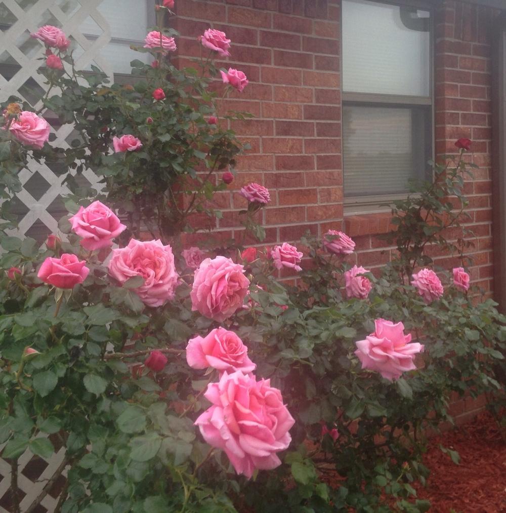 best Full rose bush photos in the Roses forum - Garden.org