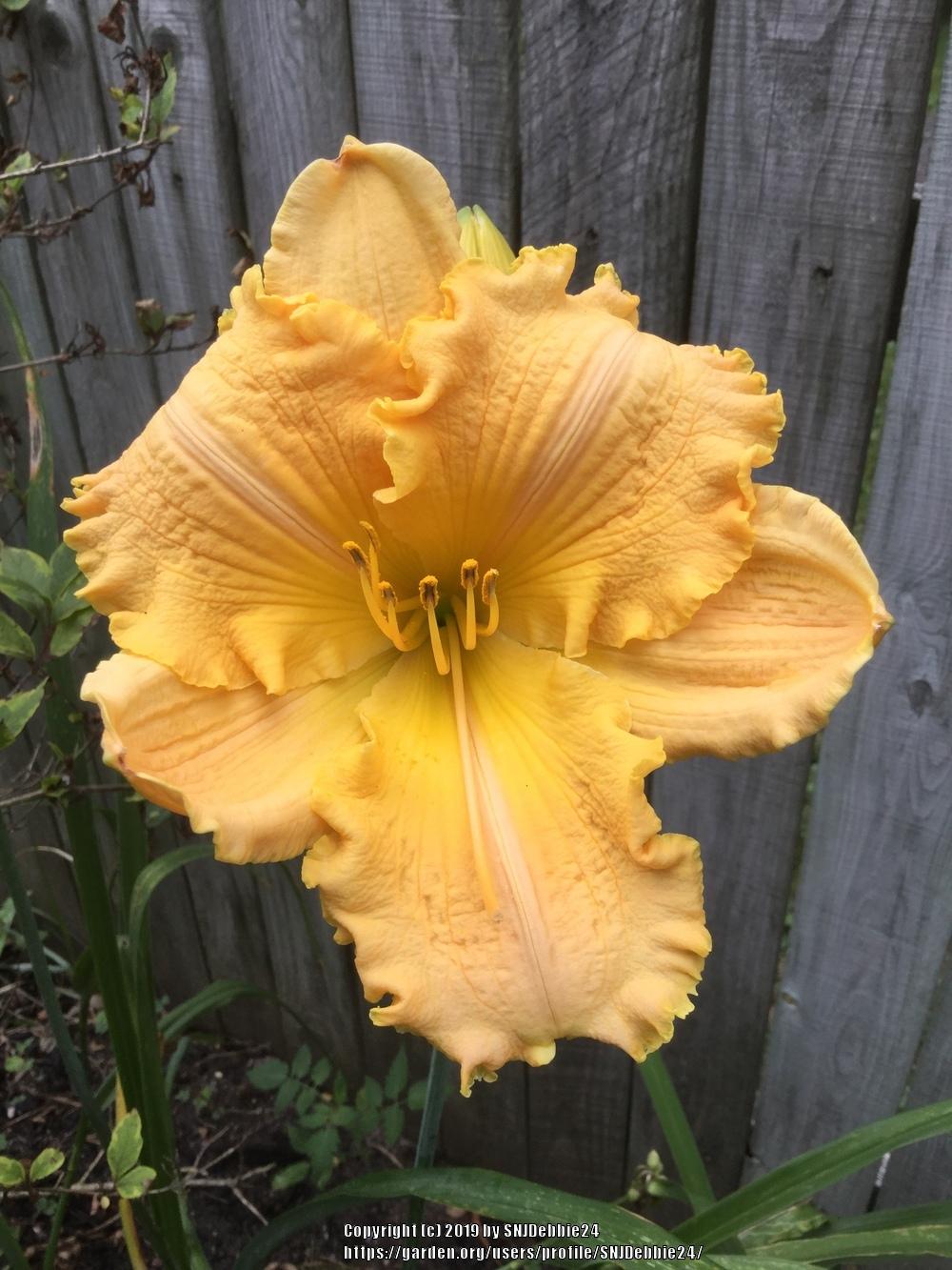 Daylily (Hemerocallis 'Summa Cum Laude') in the Daylilies Database ...