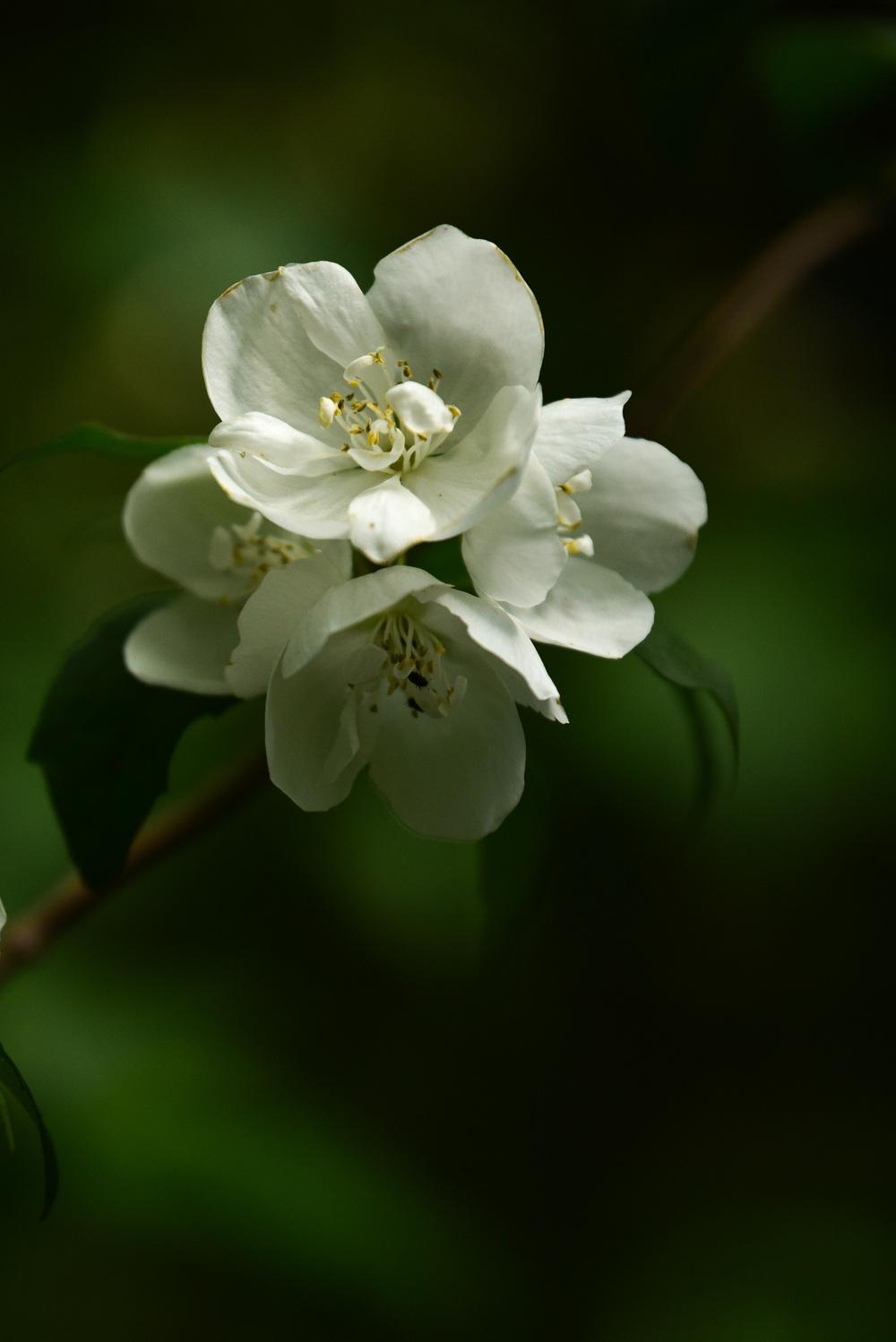 Mock Oranges: Plant Care and Collection of Varieties - Garden.org