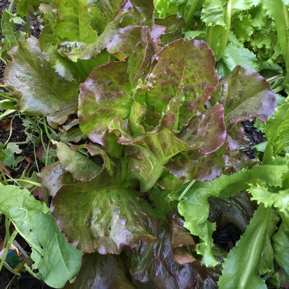 Lettuce (Lactuca sativa 'Cherokee') in the Lettuces Database - Garden.org