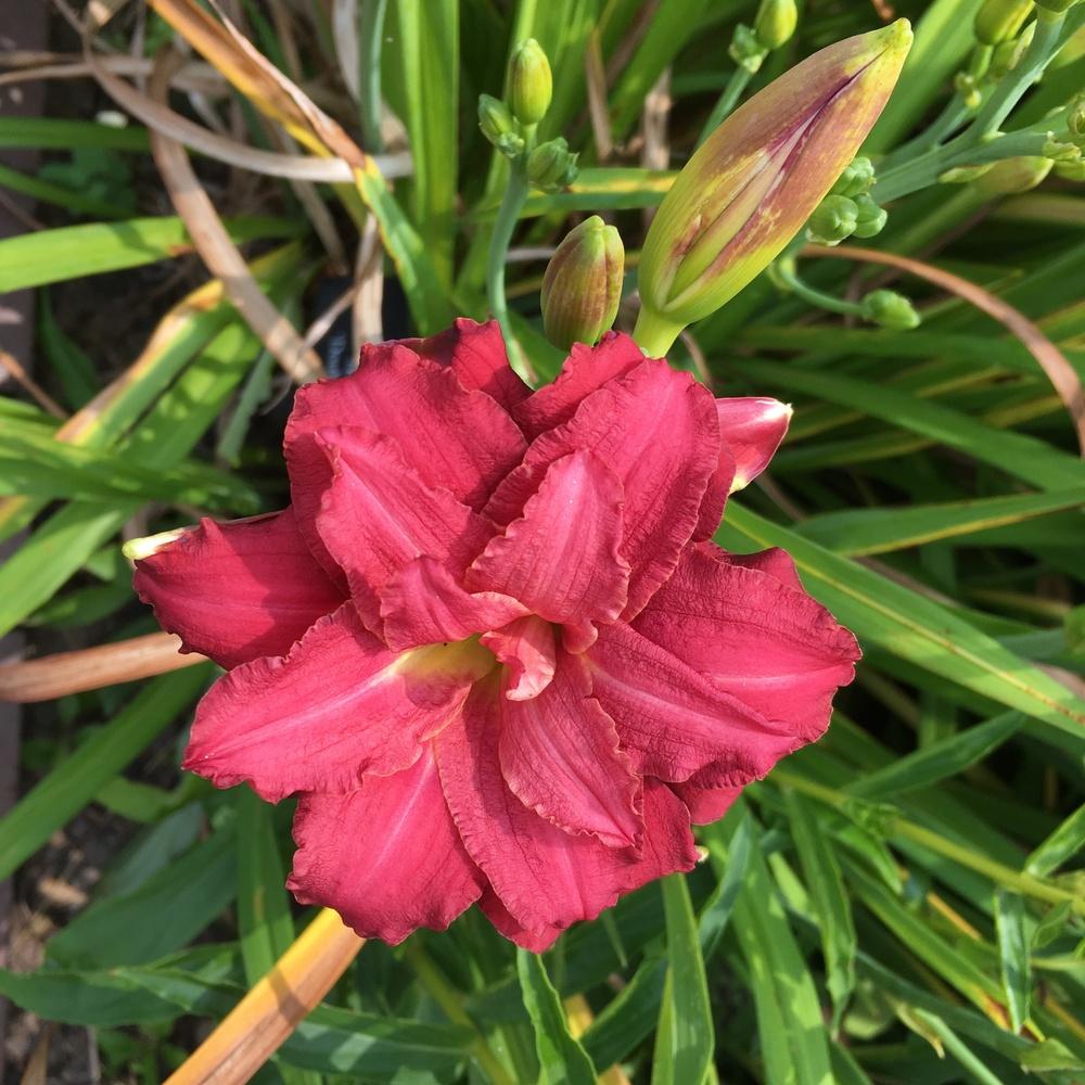Photo of the bloom of Daylily (Hemerocallis 'Double Pardon Me') posted ...