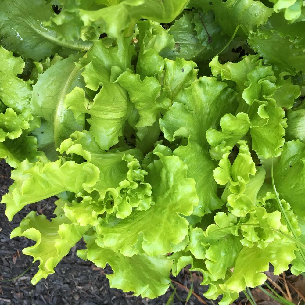 Lettuces: Plant Care and Collection of Varieties - Garden.org