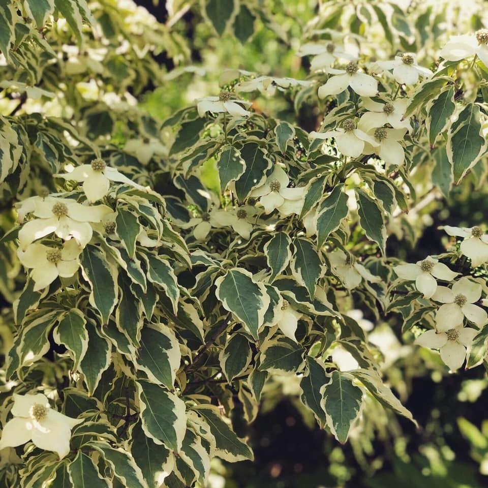 Photo of the bloom of Chinese Dogwood (Cornus kousa subsp. chinensis ...