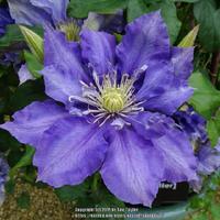 Clematis Chevalier™ in the Clematis Database - Garden.org