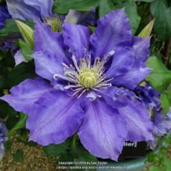 Clematis Chevalier™ in the Clematis Database - Garden.org