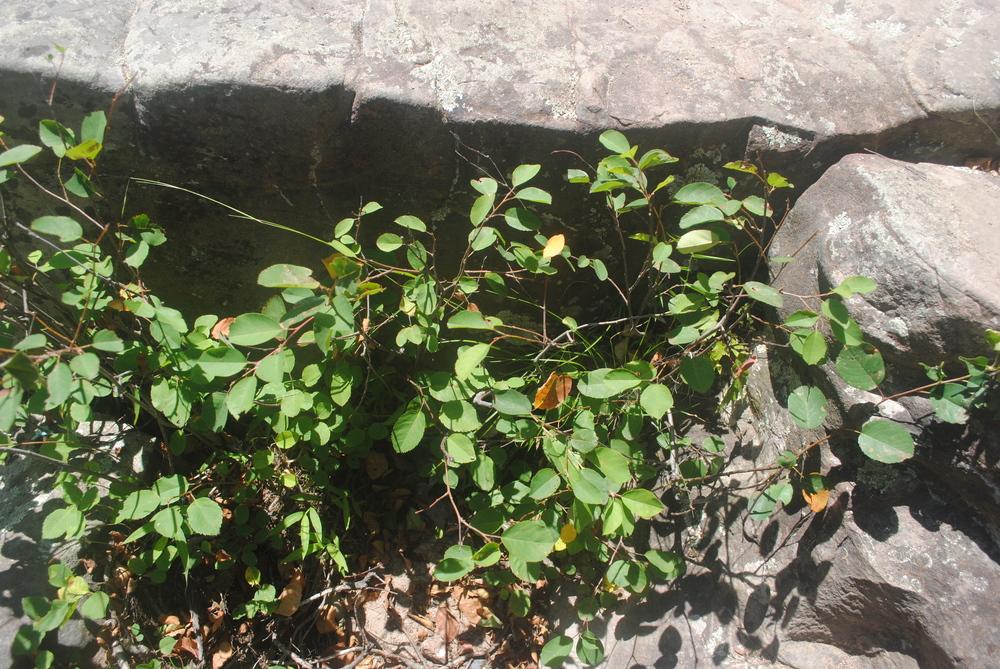 Photo of the entire plant of Running Serviceberry (Amelanchier ...