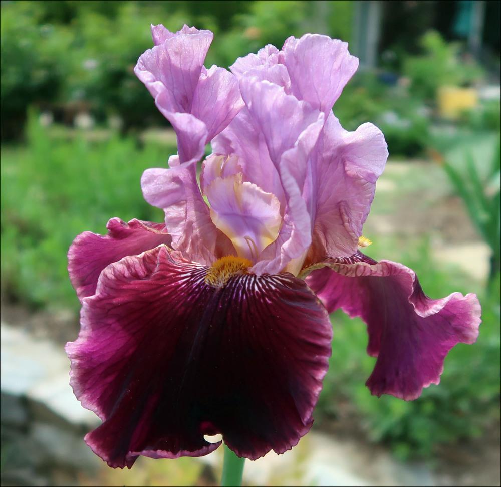 Tall Bearded Iris (Iris 'Double Agent') in the Irises Database - Garden.org