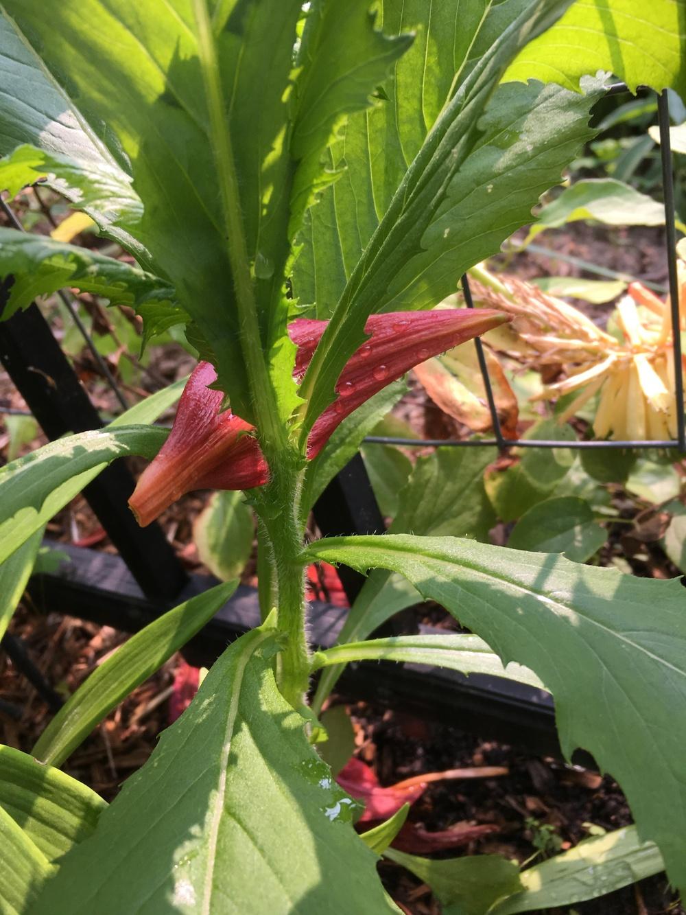 Weed may have caused rash in the Plant ID forum - Garden.org