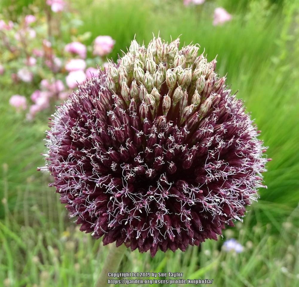 Ornamental Onion (Allium 'Forelock') - Garden.org