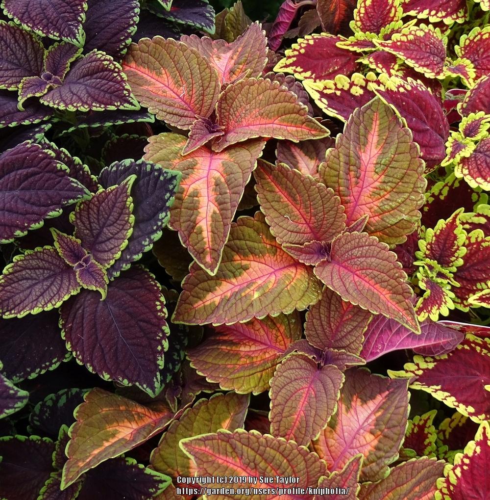 Photo of the leaves of Coleus (Coleus scutellarioides Main Street ...