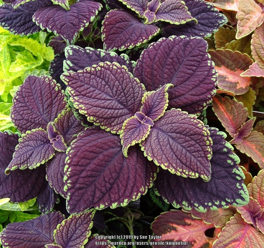Photo of the leaves of Coleus (Coleus scutellarioides Main Street Abbey Road™) posted by ...
