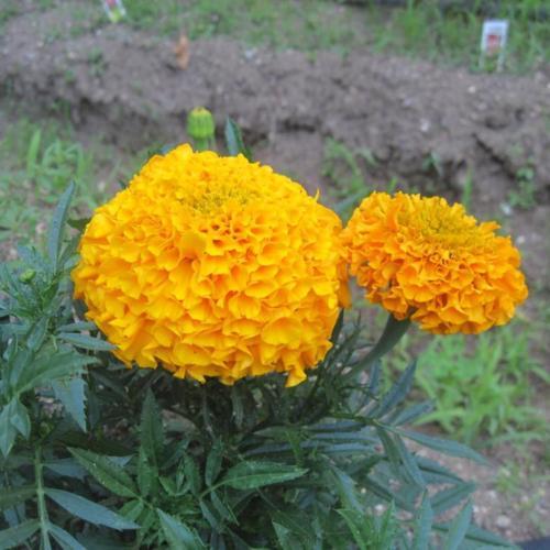 Aztec Marigold (Tagetes erecta Antigua™ Orange) - Garden.org