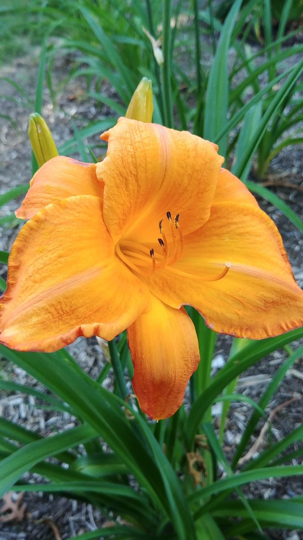 Photo of the bloom of Daylily (Hemerocallis 'Mauna Loa') posted by ...