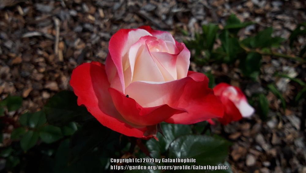 Rose (Rosa 'Nostalgie') in the Roses Database - Garden.org