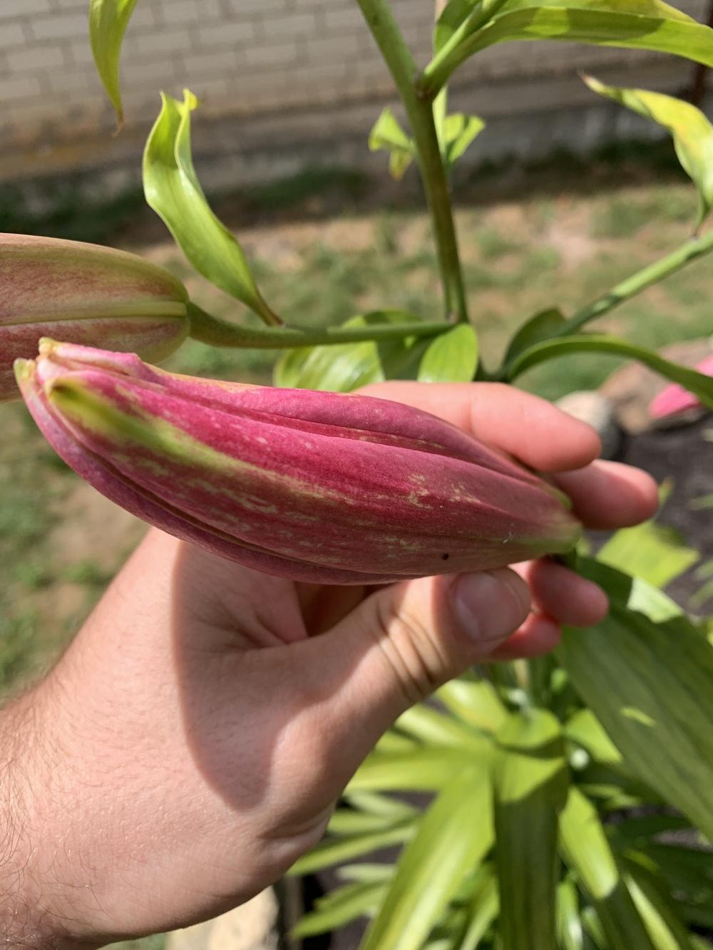 Lily virus? in the Lilies forum - Garden.org