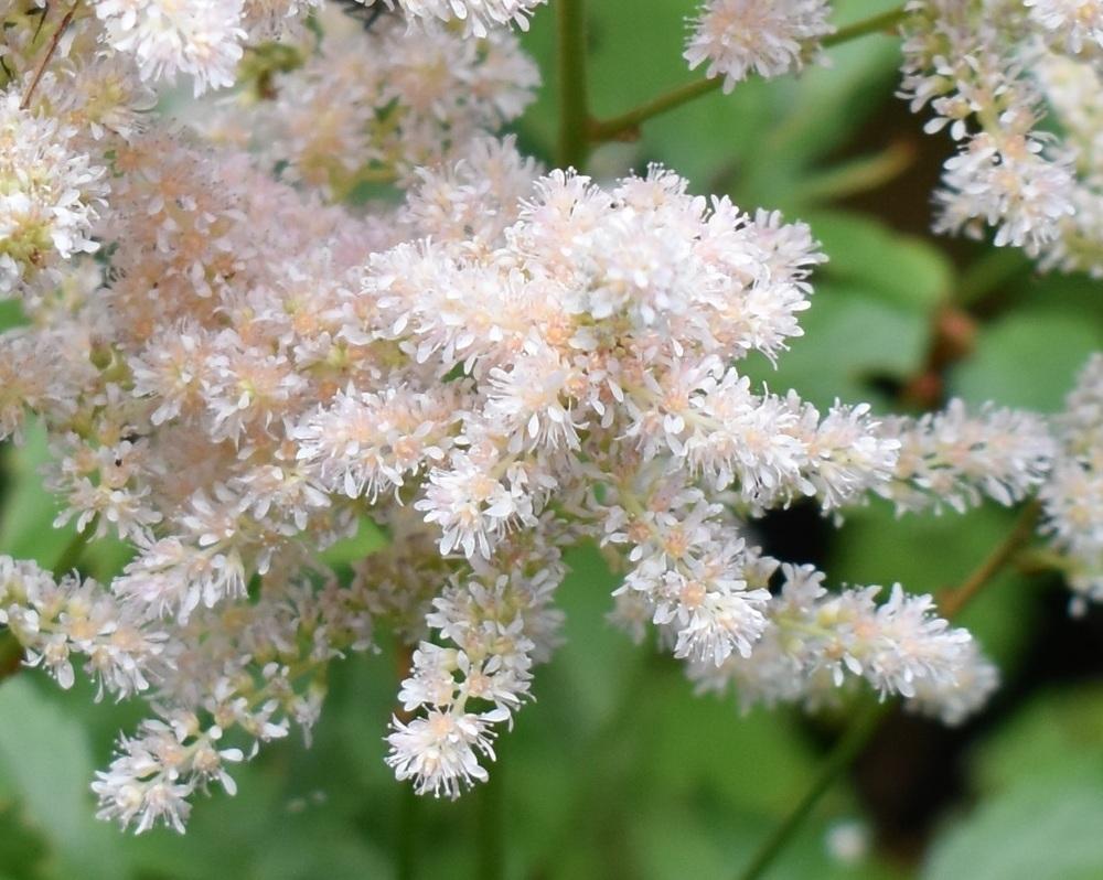 Astilbes: Plant Care and Collection of Varieties - Garden.org