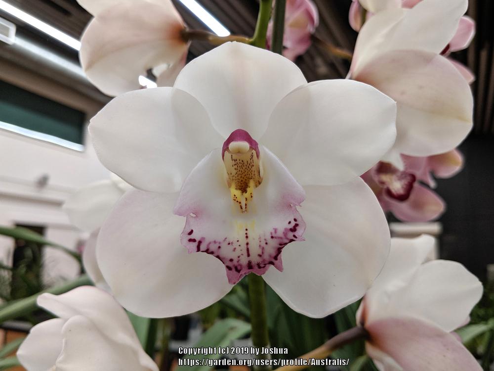 Orchid (Cymbidium Justis Pearl 'Bee Jay') - Garden.org