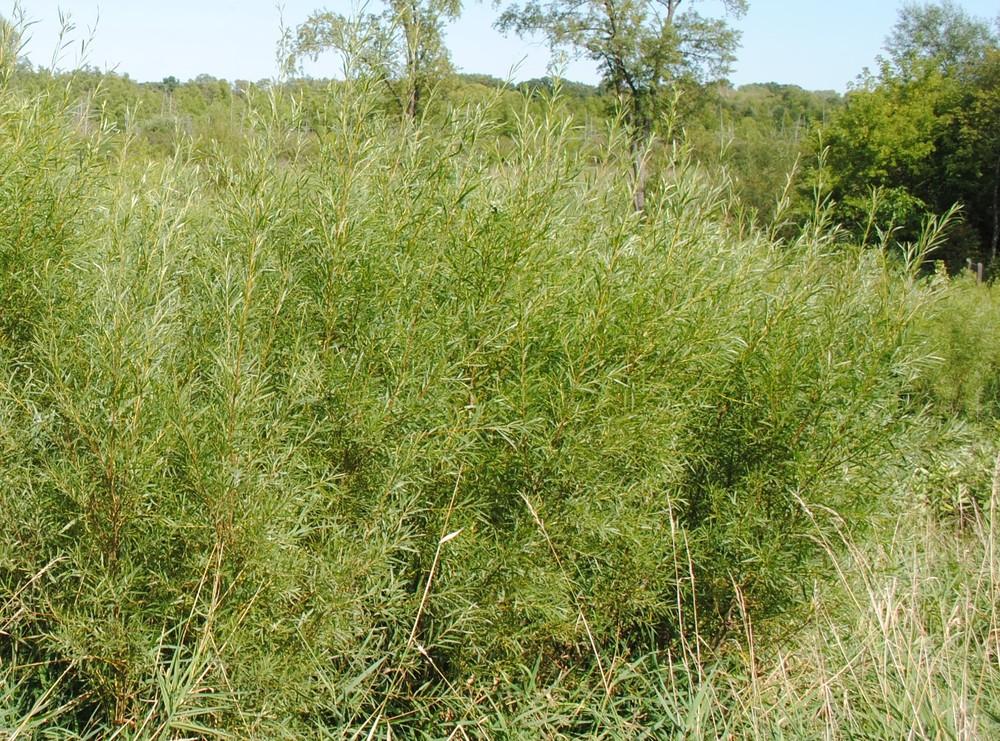 Photo of the entire plant of Sand-Bar Willow (Salix interior) posted by ...