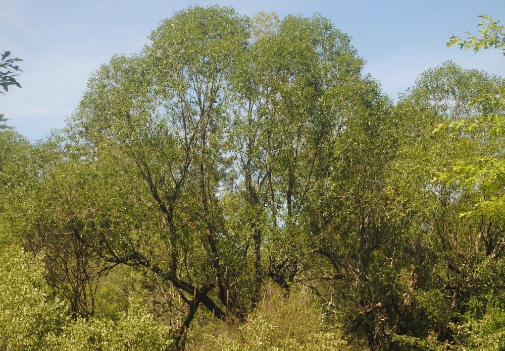 Bay Willow (Salix pentandra) - Garden.org