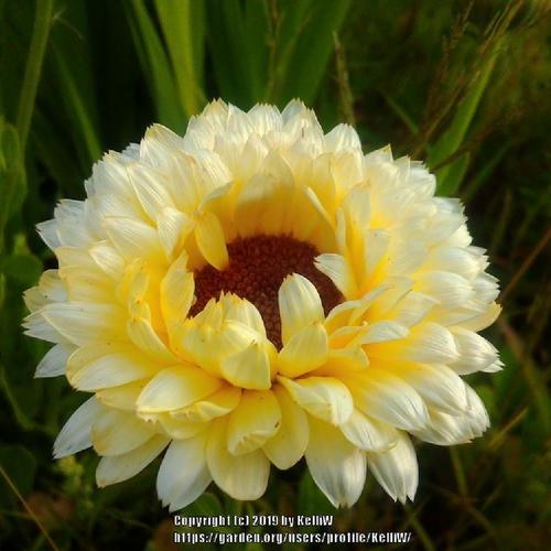 Pot Marigold (Calendula officinalis 'Snow Princess') - Garden.org