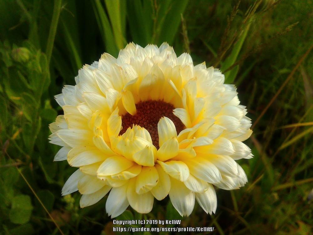 Pot Marigold (Calendula officinalis 'Snow Princess') - Garden.org