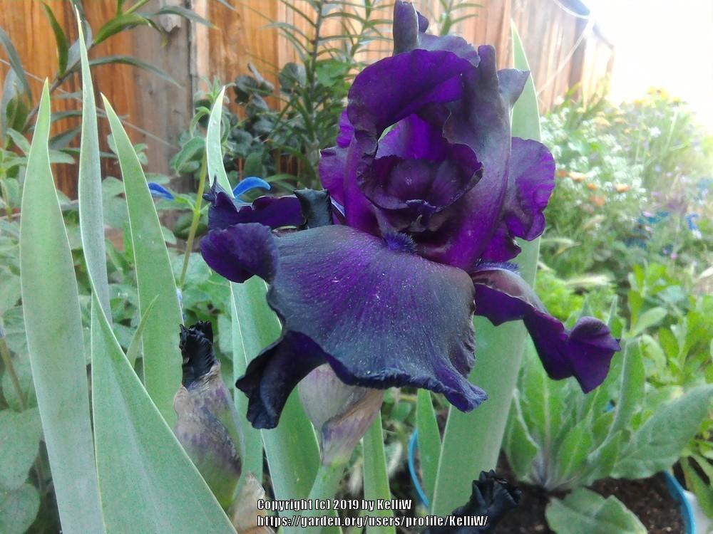Tall Bearded Iris (Iris 'Superstition') in the Irises Database - Garden.org