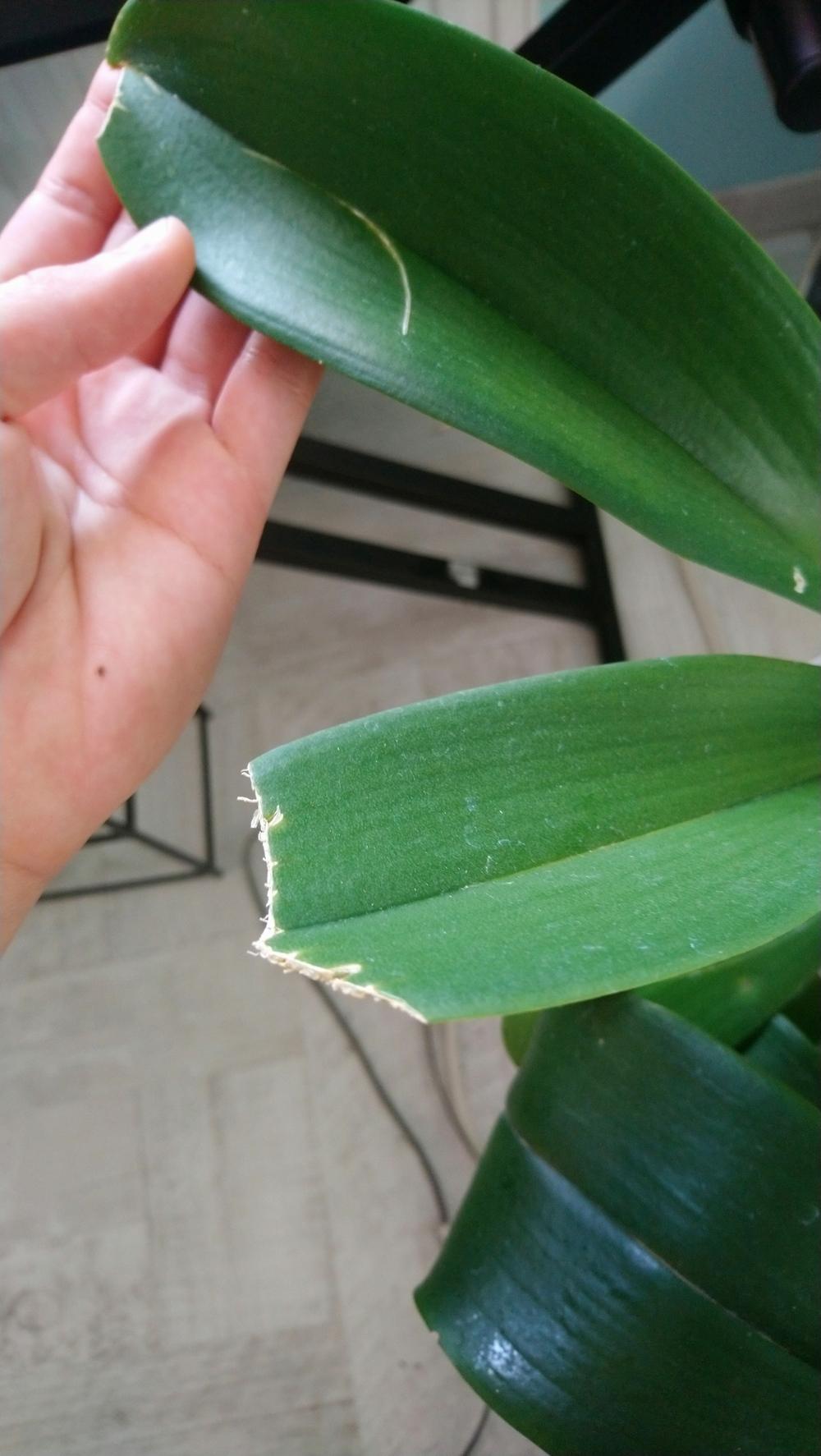 orchid crown rot ? in the Orchids forum - Garden.org