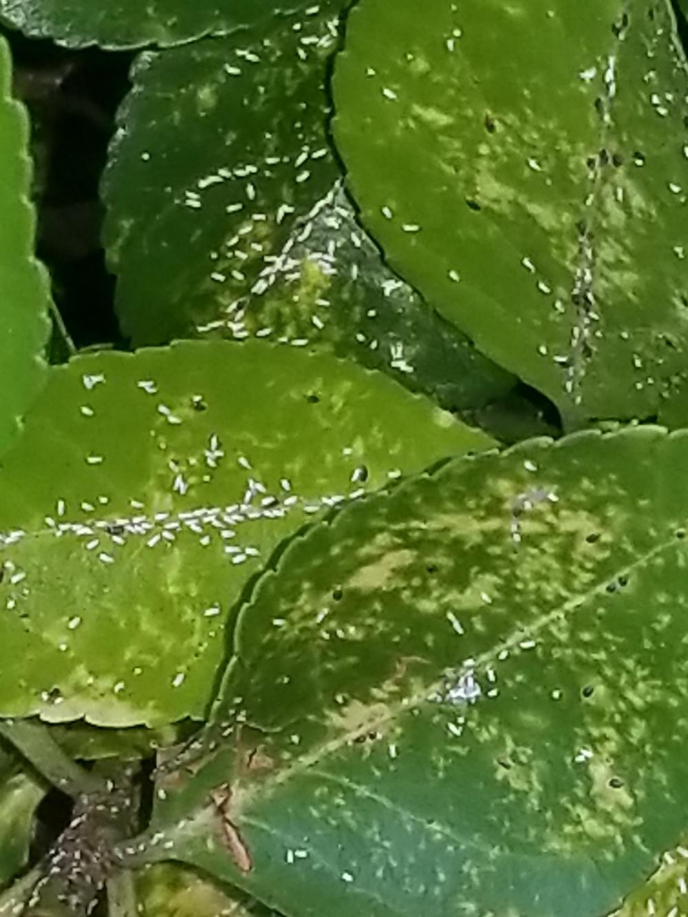 Need these identified...little white things in the Pests and Diseases ...