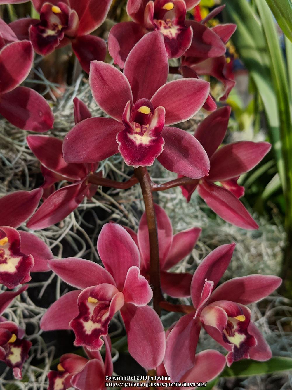 Orchid (Cymbidium Bui's Gem 'My Van') - Garden.org