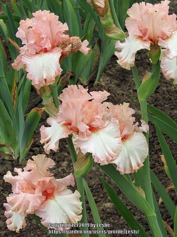 Mid-May at Mid-America in the Irises forum - Garden.org