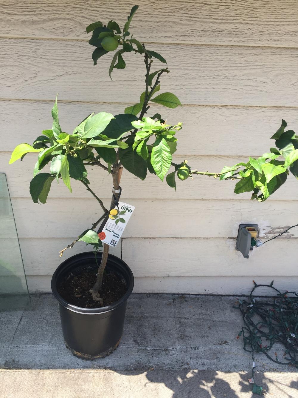 Repotting a Genoa Dwarf Lemon Tree in the Ask a Question forum - Garden.org
