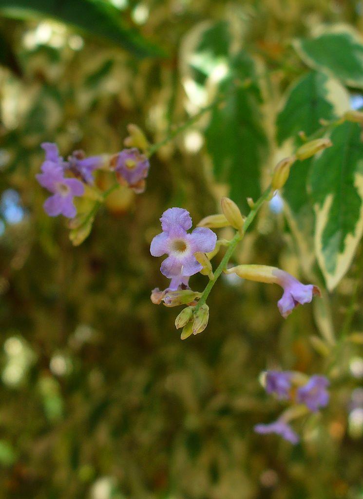 Golden Dew Drop (Duranta erecta 'Variegata') - Garden.org