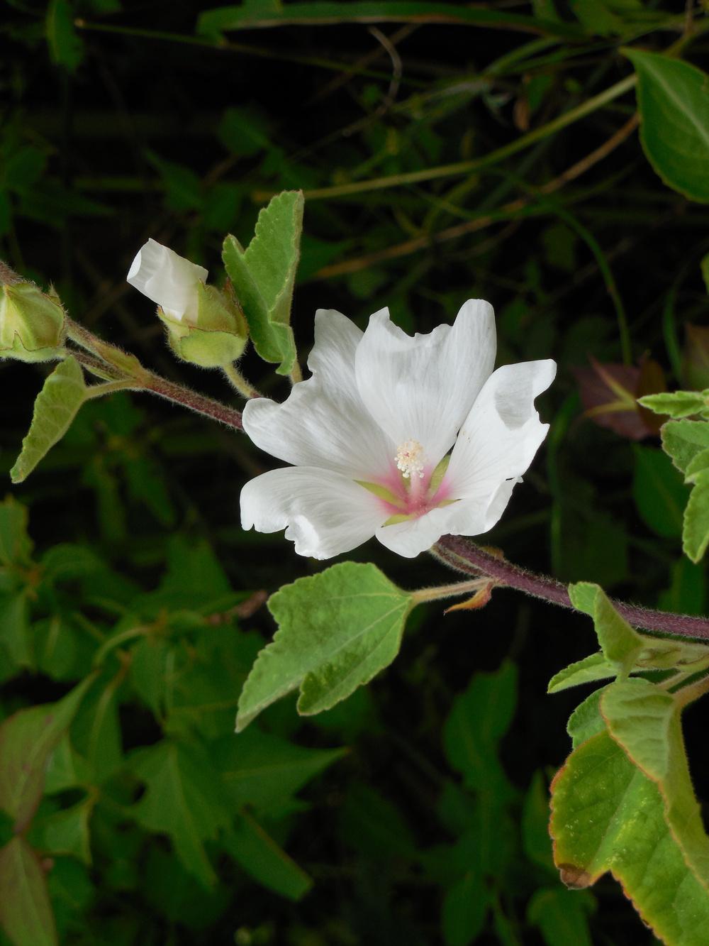 Tree Mallow (Malva 'Barnsley Baby') - Garden.org