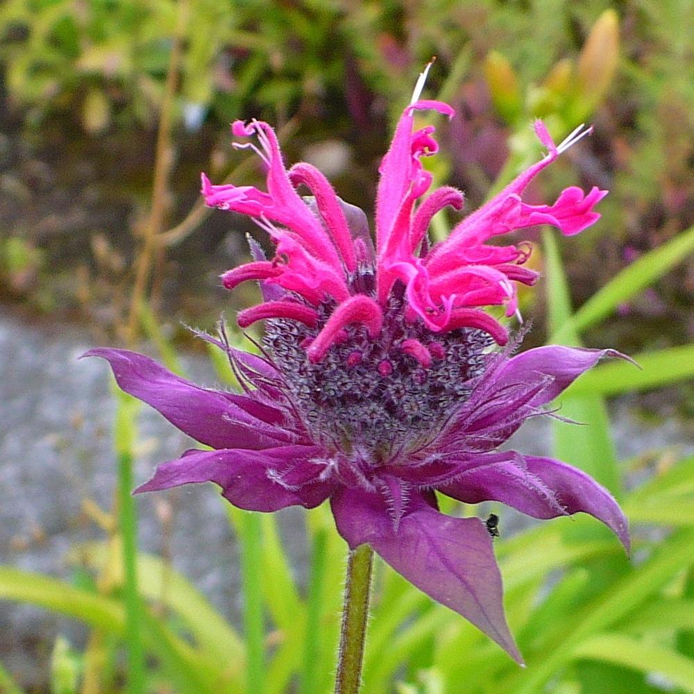 Bee Balms: Plant Care and Collection of Varieties - Garden.org