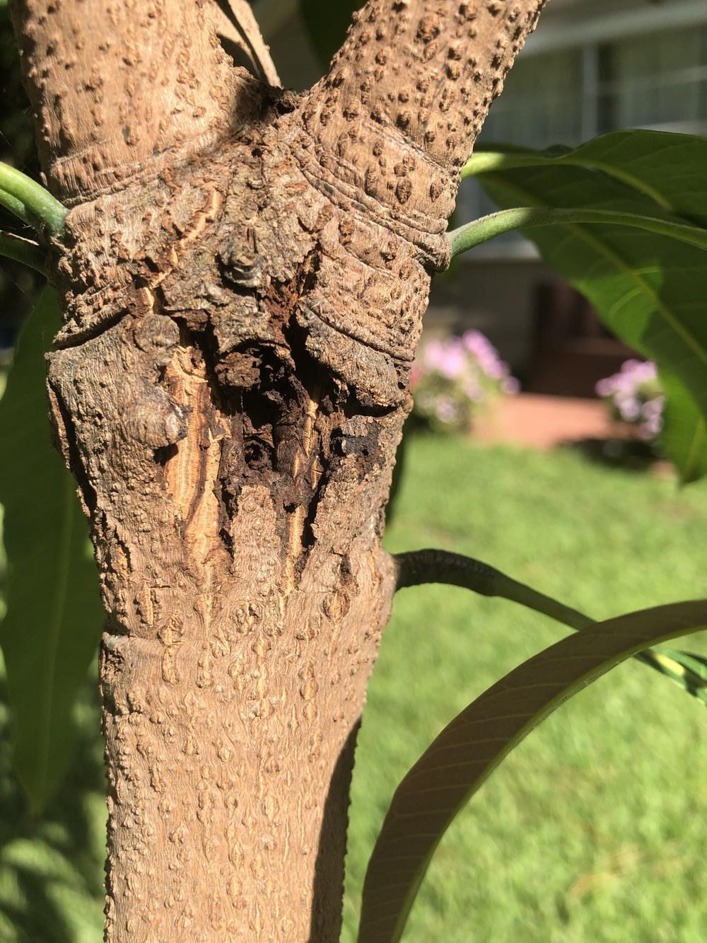 Mango tree bark cracking/peeling where the tree splits in the Ask a ...
