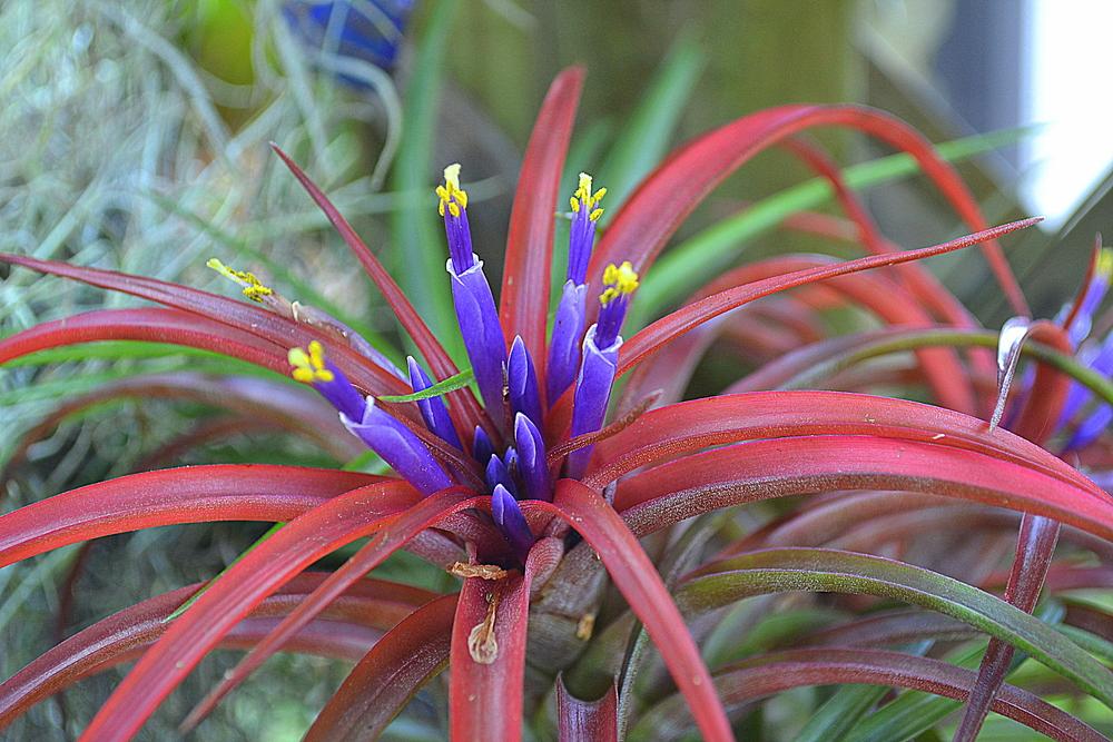 Air Plants: Plant Care and Collection of Varieties - Garden.org