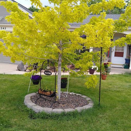 Severe iron chlorosis Maple Tree in the Ask a Question forum - Garden.org