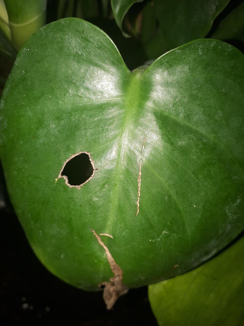 Pests on Monstera Deliciosa in the Houseplants forum - Garden.org
