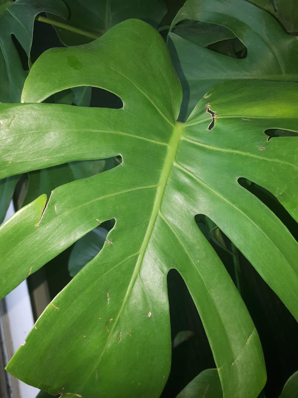 Pests on Monstera Deliciosa in the Houseplants forum - Garden.org