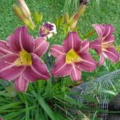Daylily (Hemerocallis 'Mary Reed') in the Daylilies Database - Garden.org