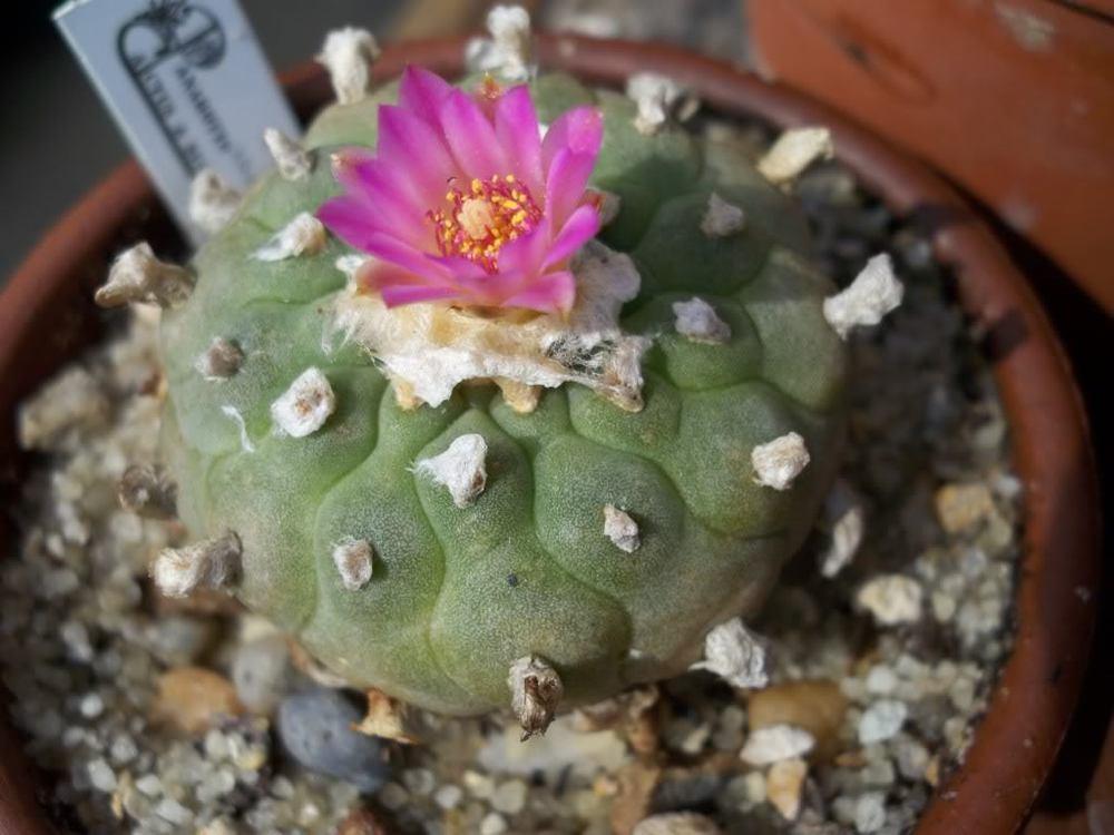 Peyote (Lophophora williamsii) - Garden.org
